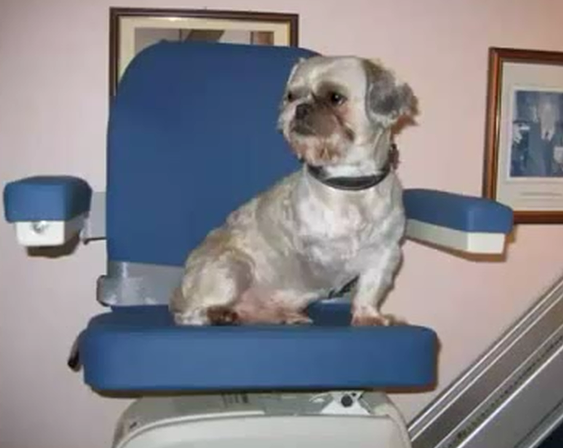 Lifts For Pets - Stairlift Reviews and Comparisons